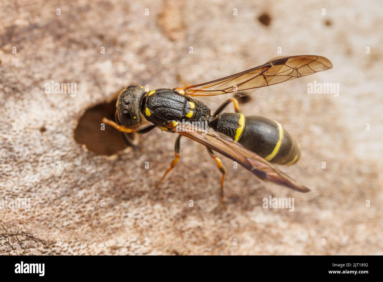 A female Canadian Potter Wasp (Symmorphus canadensis) explores a cavity ...