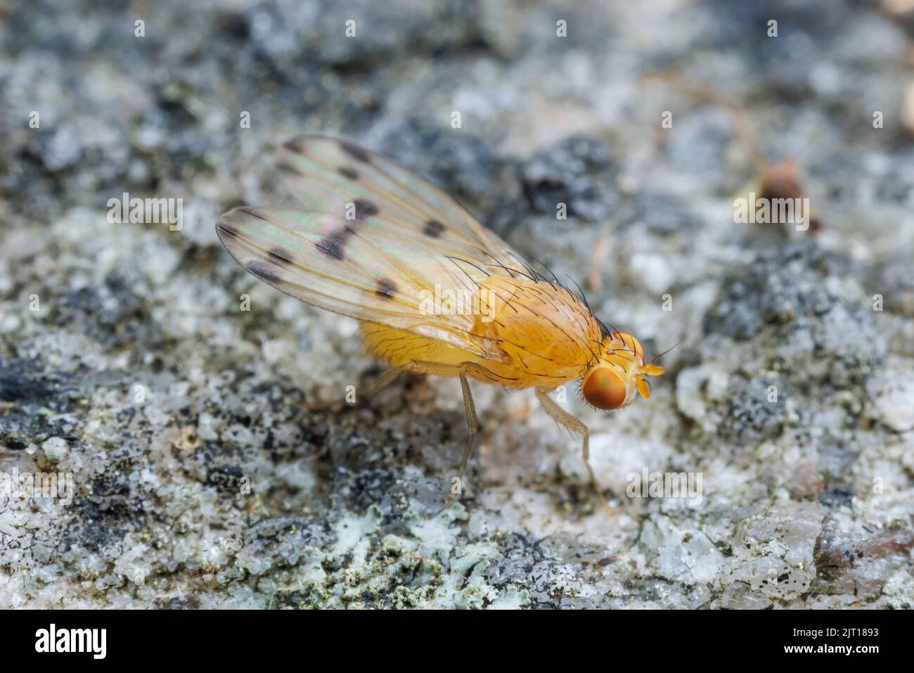 Lauxaniid Fly (Homoneura sp.) - Female Stock Photo - Alamy