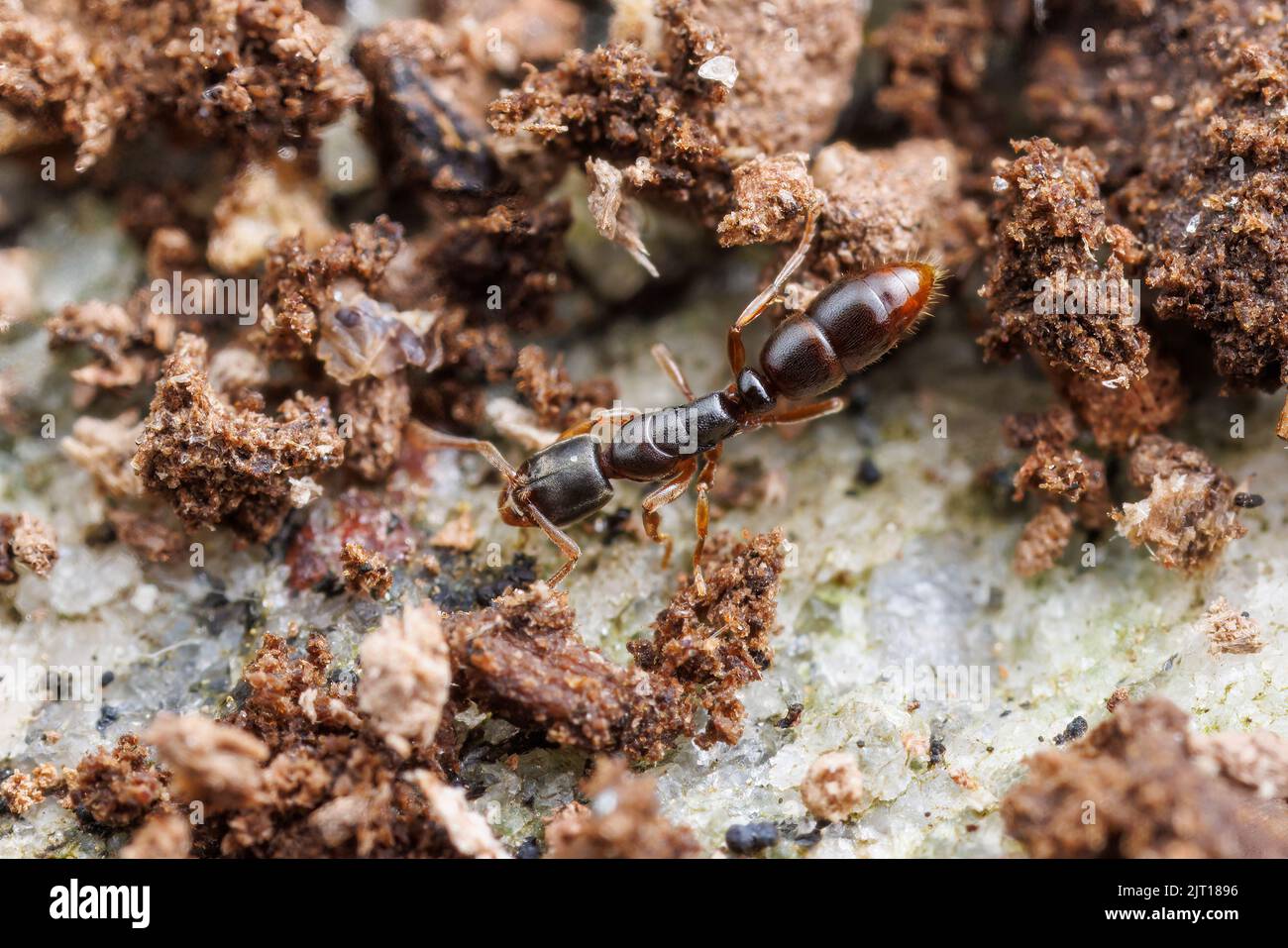 Ponera pennsylvanica hi-res stock photography and images - Alamy