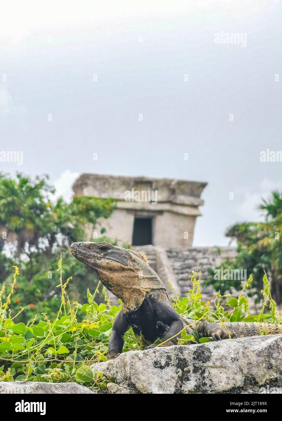 Huge Iguana gecko animal on rocks at the ancient Tulum ruins Mayan site ...