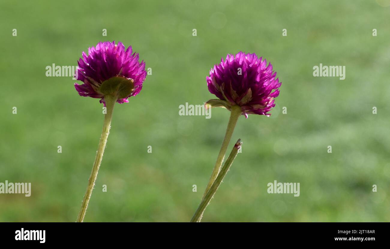 pink flowers reflecting under sunlight Stock Photo - Alamy