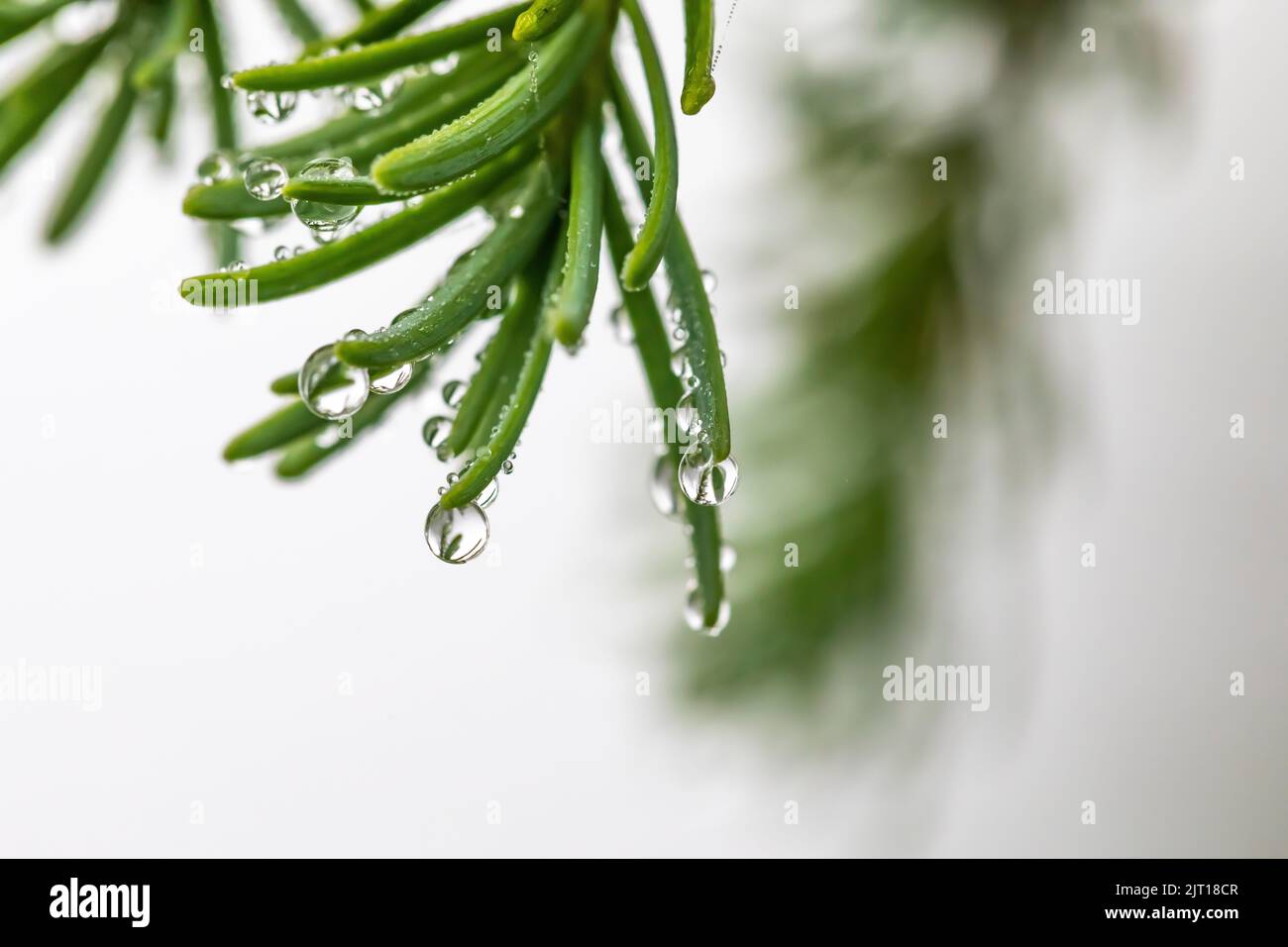 Mountain hemlock tree hi-res stock photography and images - Alamy