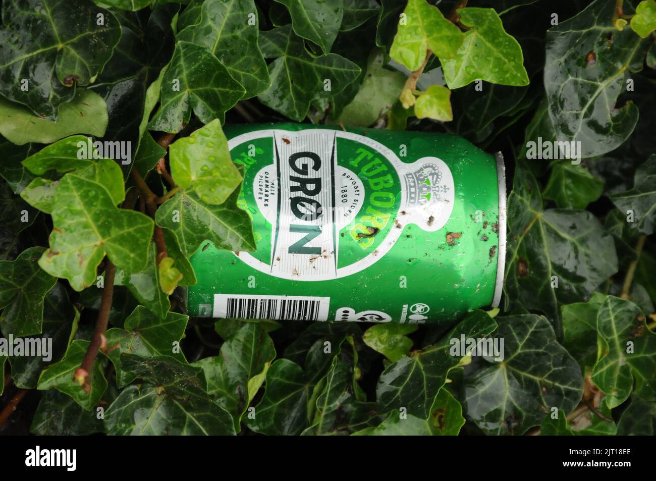 Copenhagen /Denmark/27 August 2022/ Danish tuborg beer waste in nature ...
