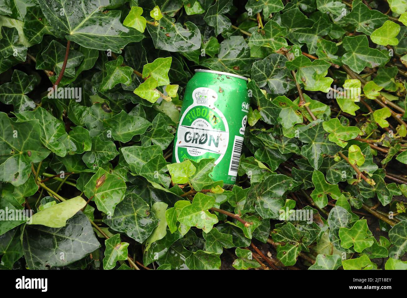 Copenhagen /Denmark/27 August 2022/ Danish tuborg beer waste in nature ...