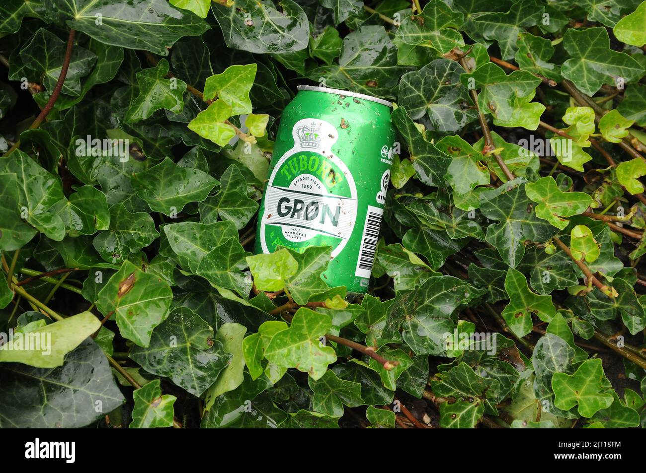 Copenhagen /Denmark/27 August 2022/ Danish tuborg beer waste in nature ...