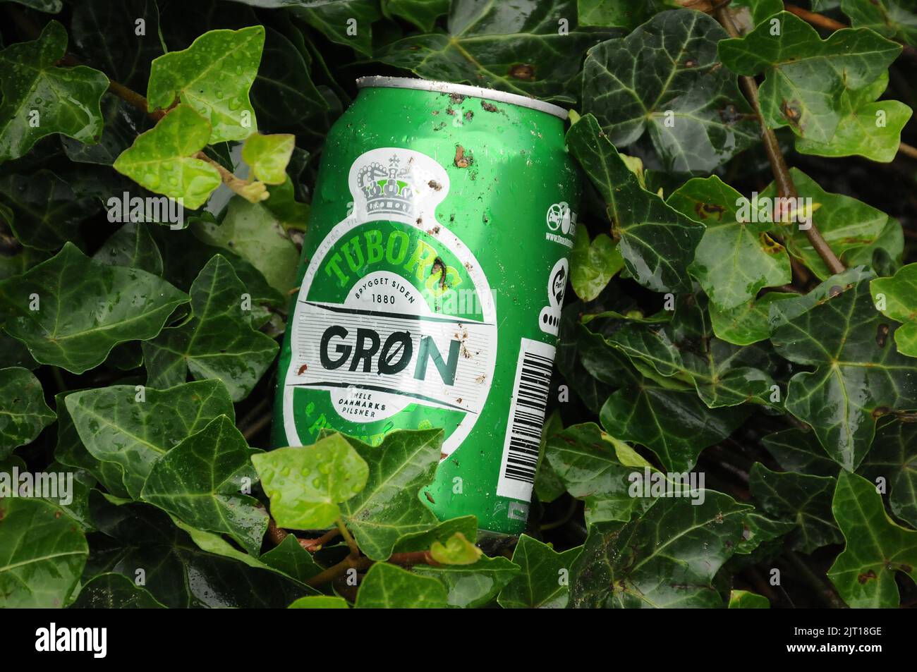 Copenhagen /Denmark/27 August 2022/ Danish tuborg beer waste in nature ...