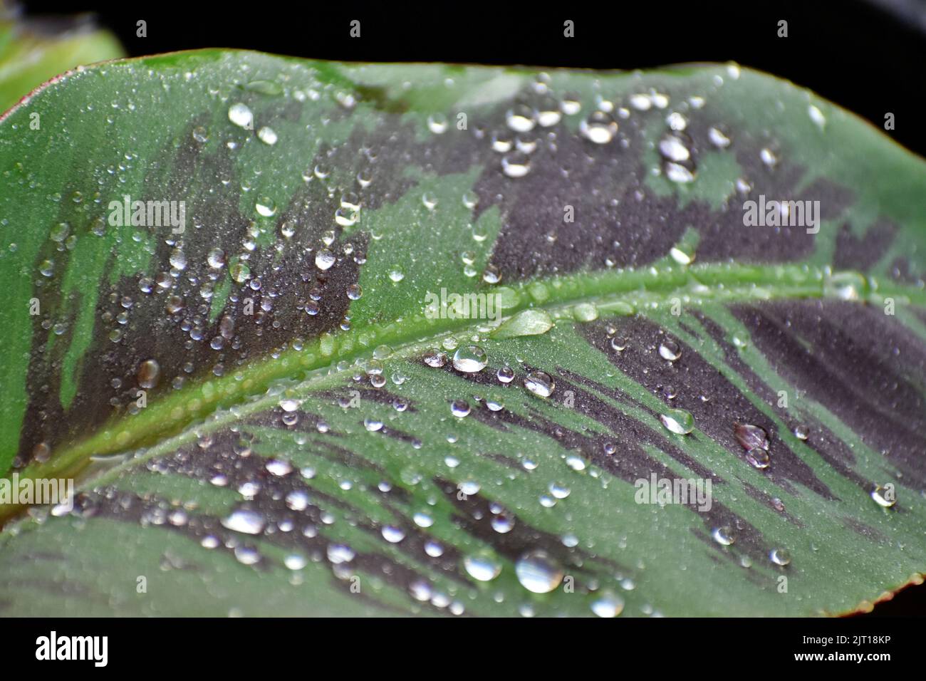 Plants reflecting under sunlight Stock Photo - Alamy