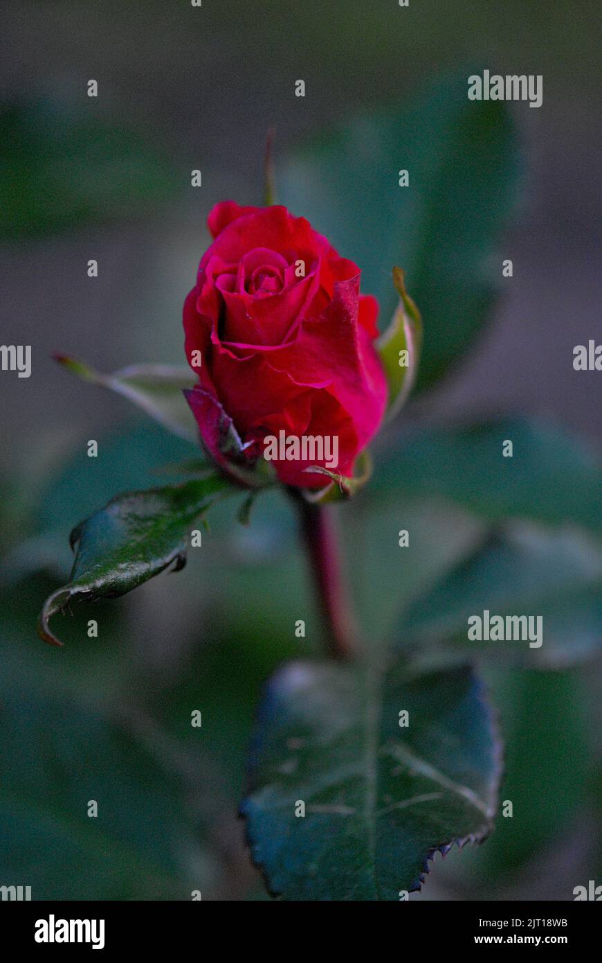 A vertical closeup of a blooming red rose Stock Photo - Alamy
