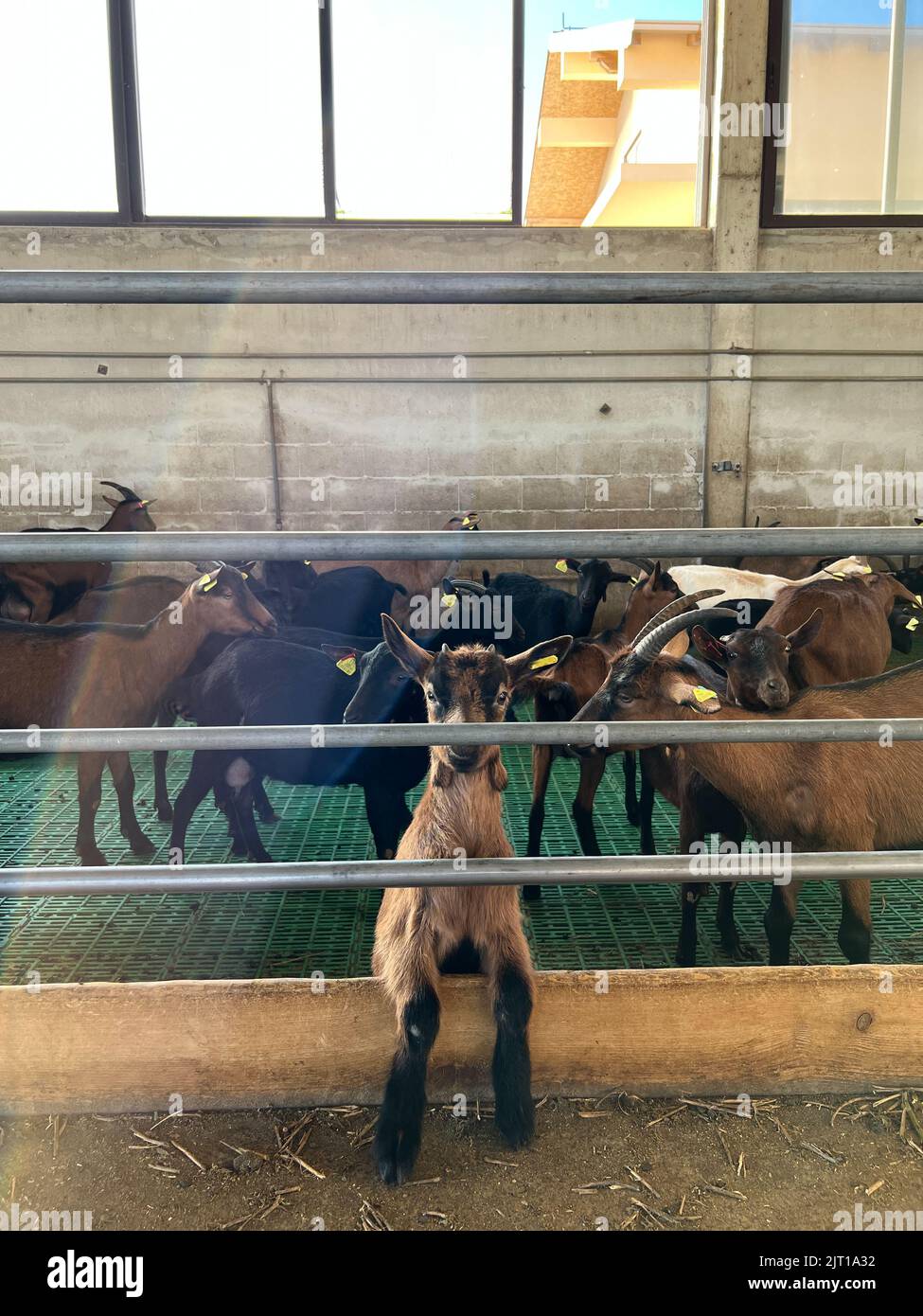 Goats behind a fence hi-res stock photography and images - Alamy
