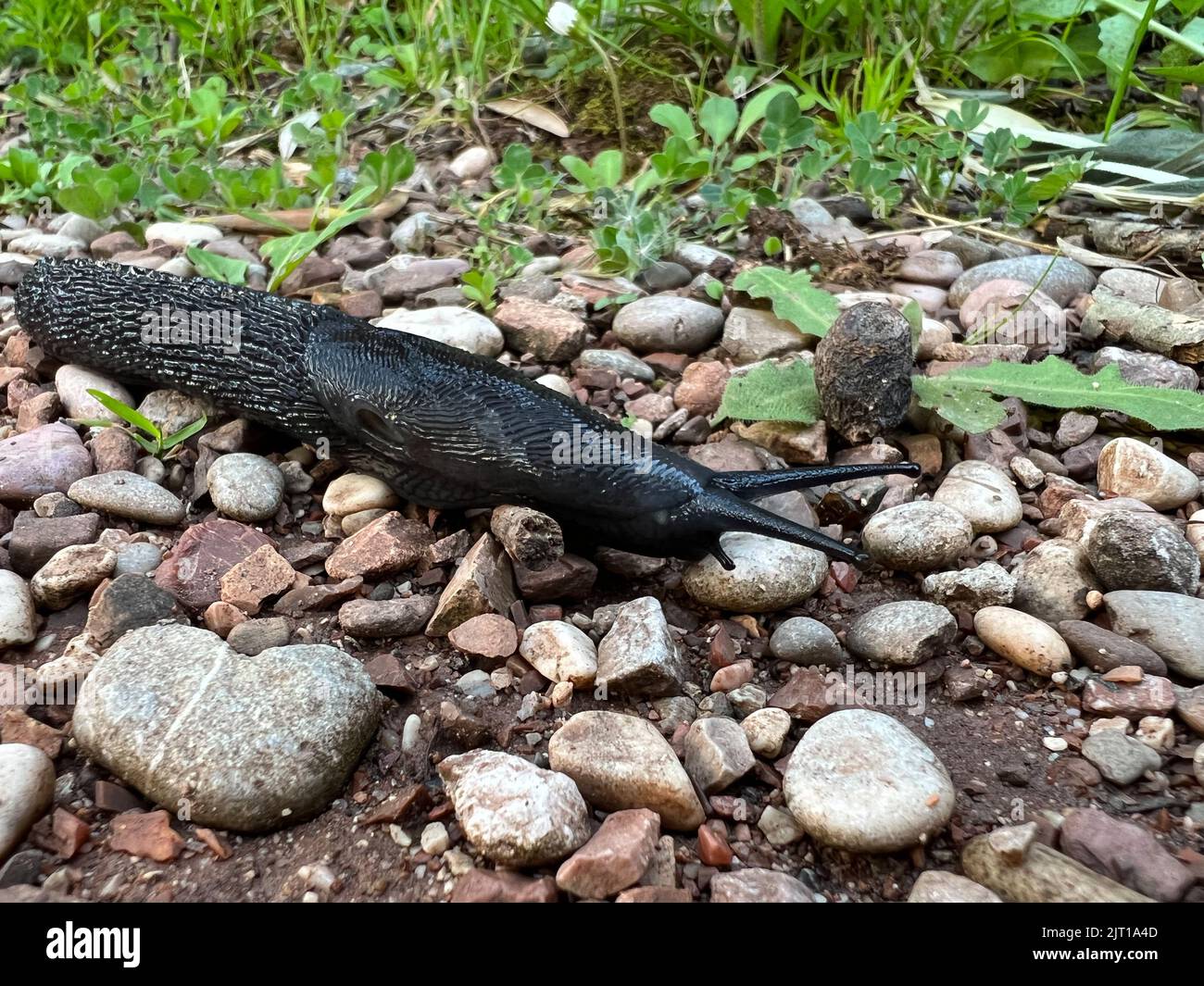 Black slug with horns crawling on gravel Stock Photo - Alamy
