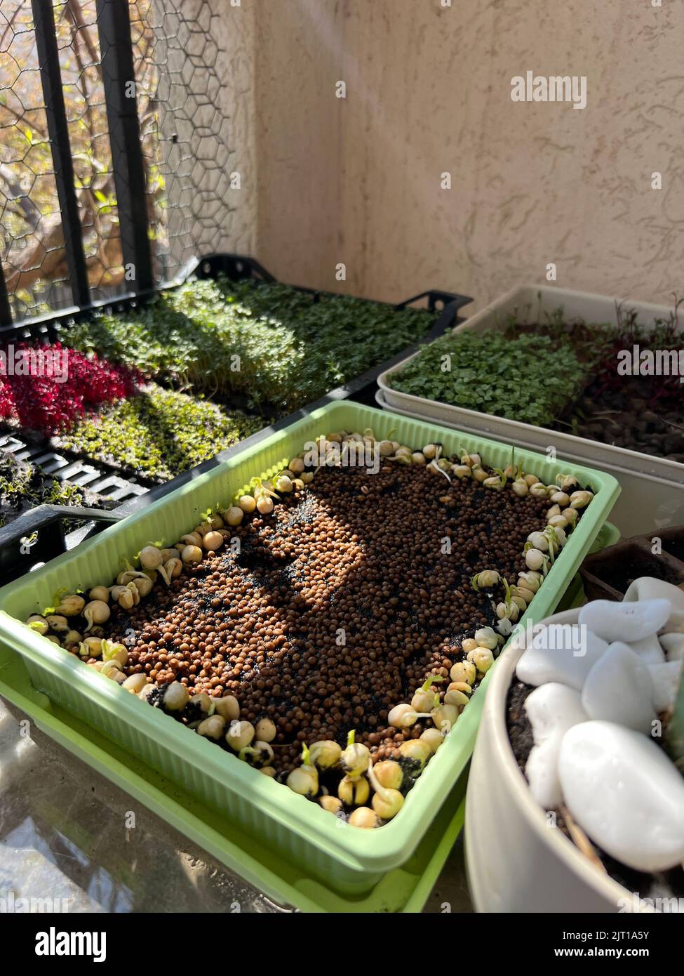 Boxes with various greens are on the balcony Stock Photo - Alamy