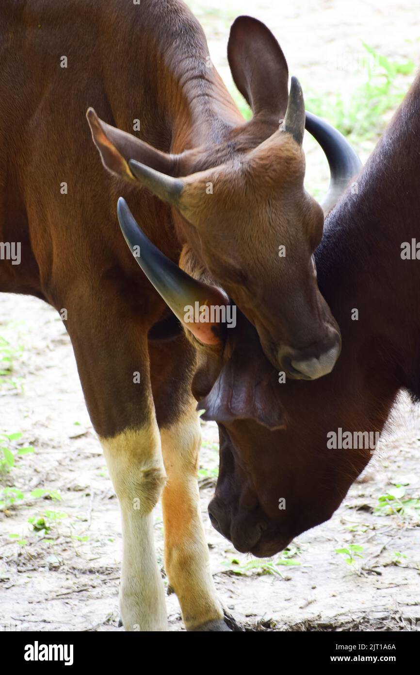 Indian southeast asia hi-res stock photography and images - Alamy