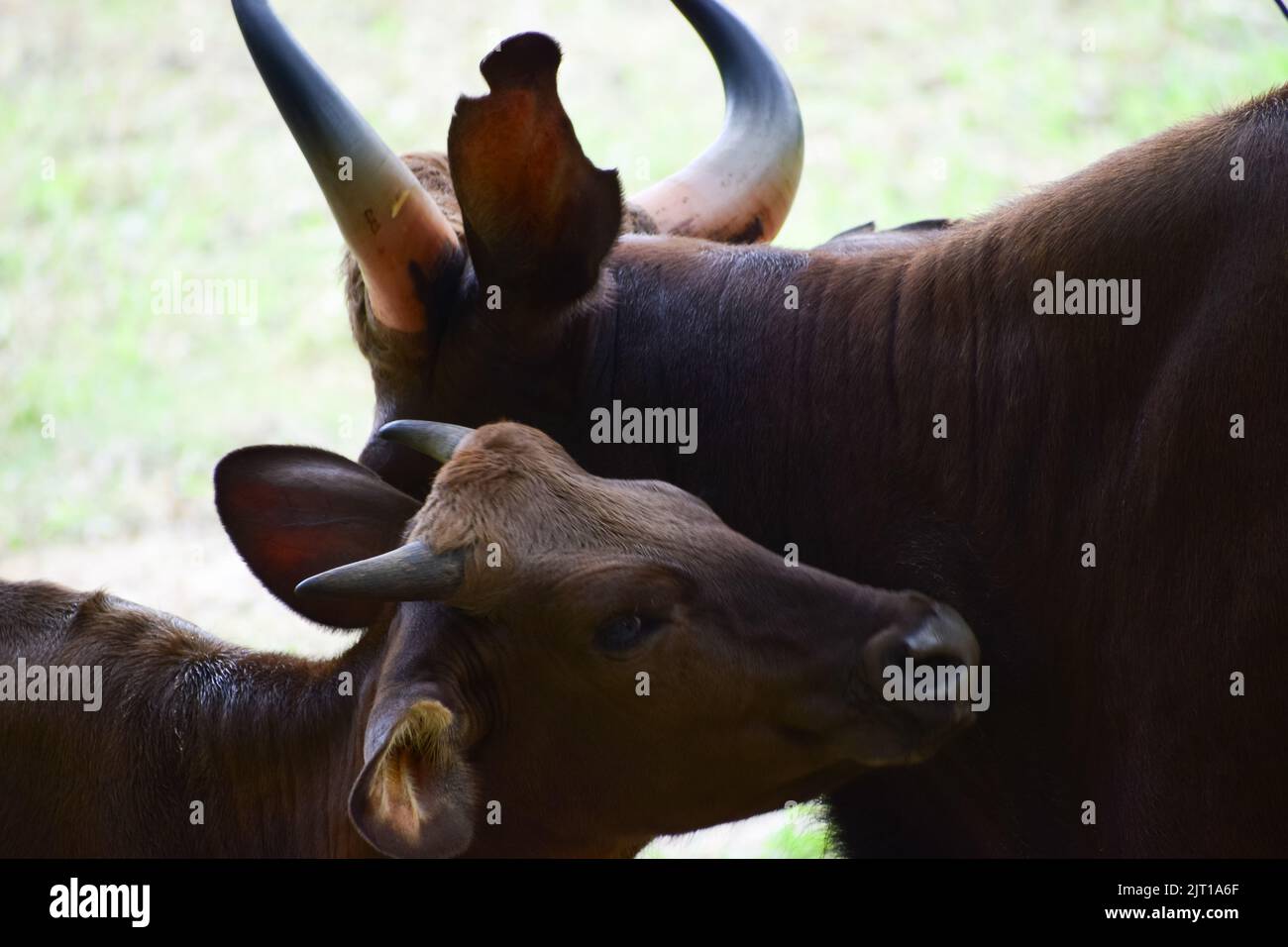 Indian southeast asia hi-res stock photography and images - Alamy