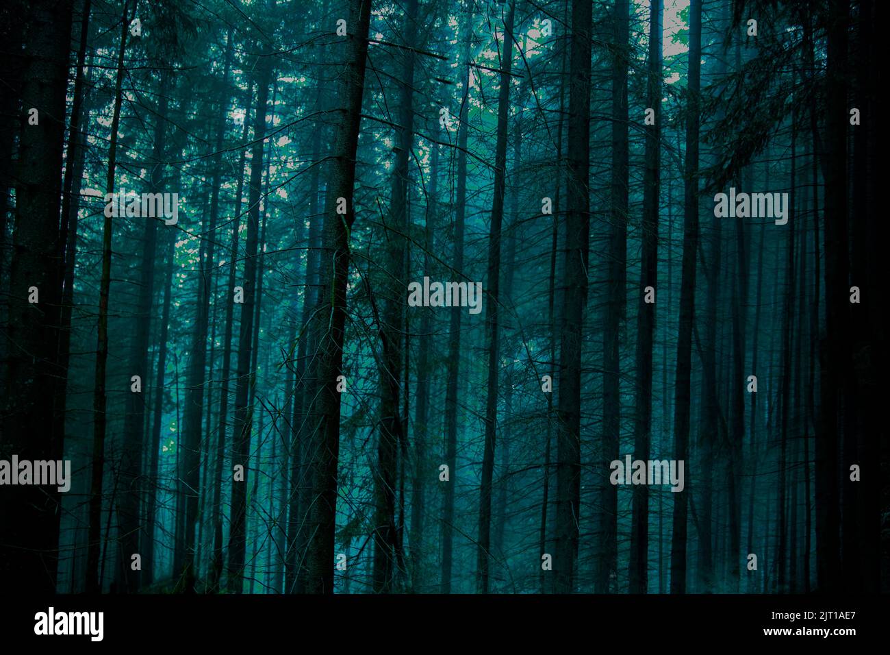 Misty dark magic forest background, turquoise green color. Halloween ...