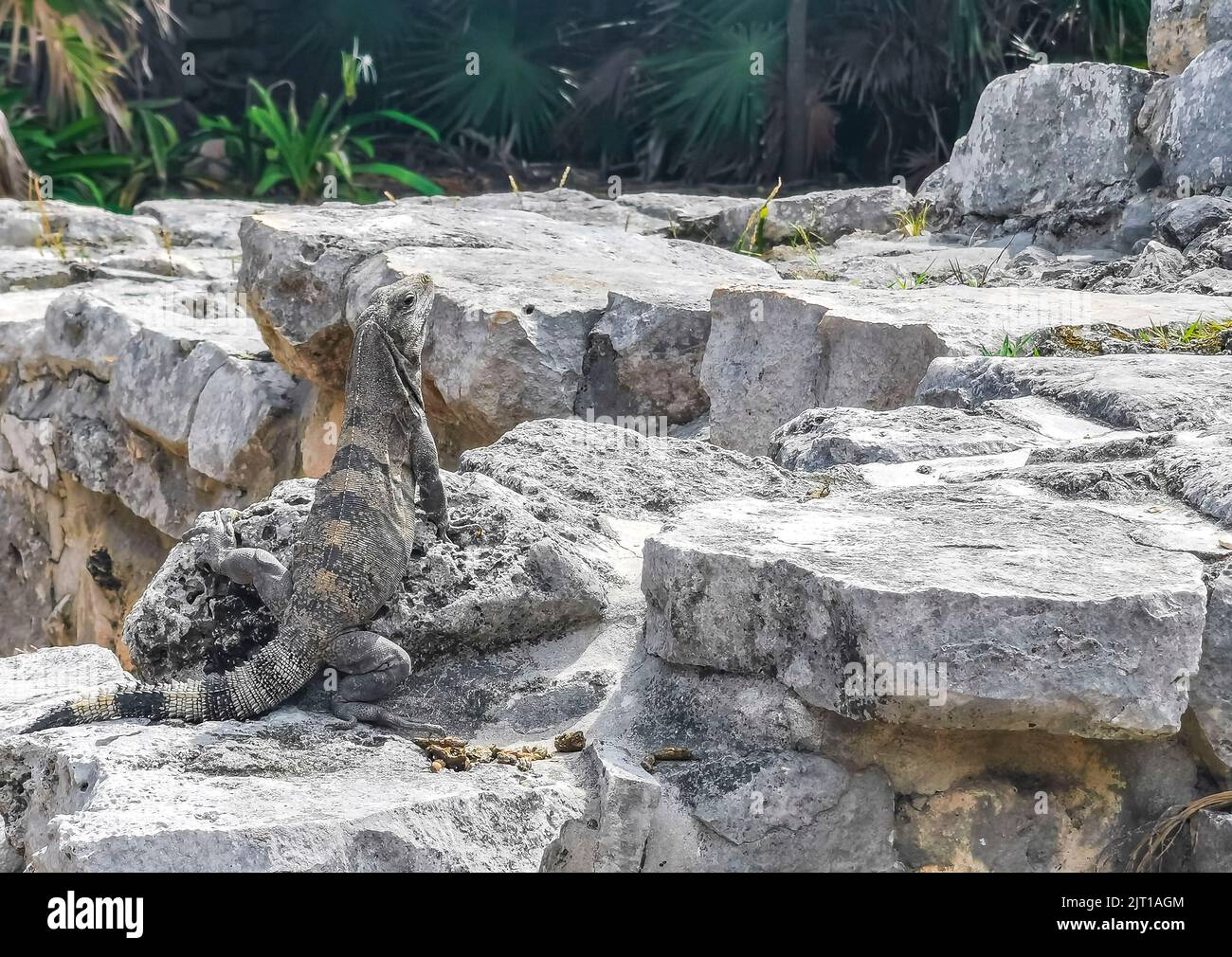 Huge Iguana gecko animal on rocks at the ancient Tulum ruins Mayan site ...