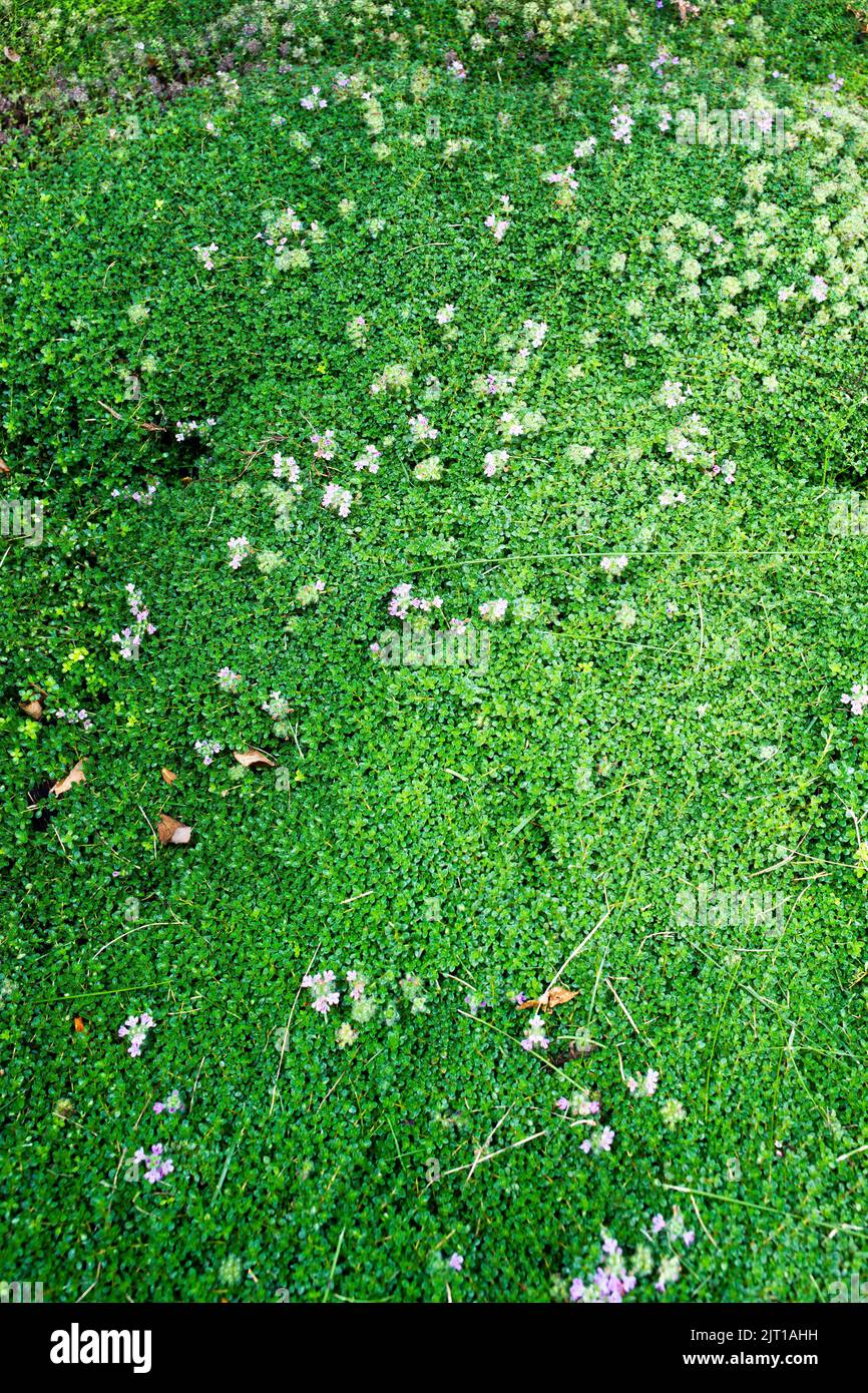 Creeping thyme, thymus praecox blooming in the south of France Stock ...