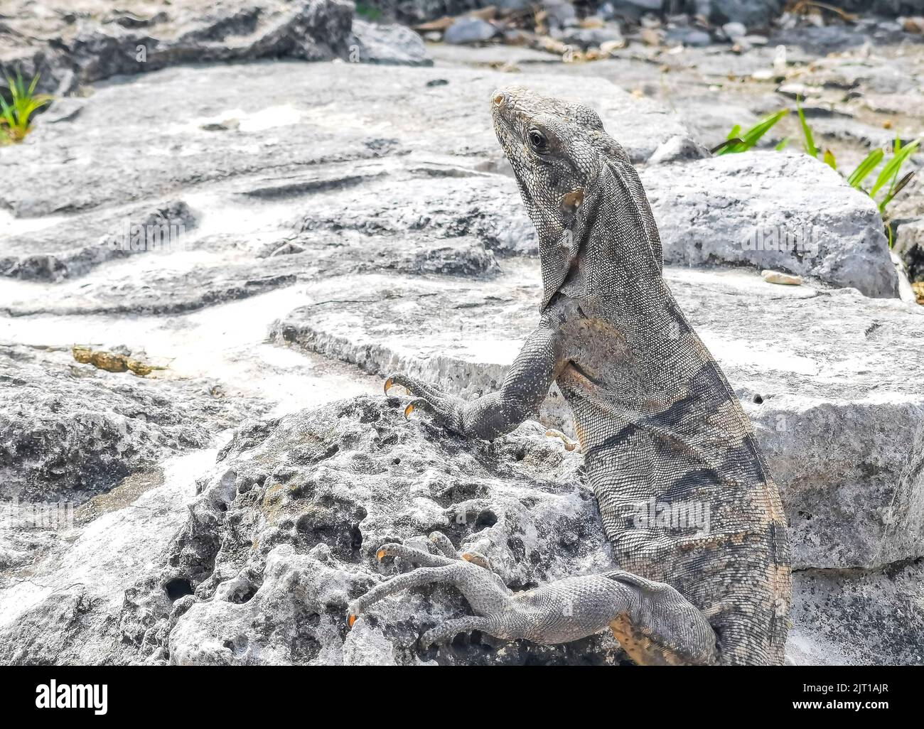 Huge Iguana gecko animal on rocks at the ancient Tulum ruins Mayan site ...