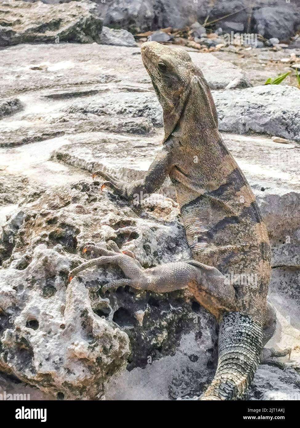 Huge Iguana gecko animal on rocks at the ancient Tulum ruins Mayan site ...