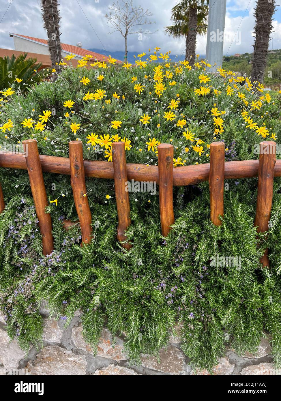 Yellow flowers of deciduous euryops grow in a flower bed Stock Photo ...