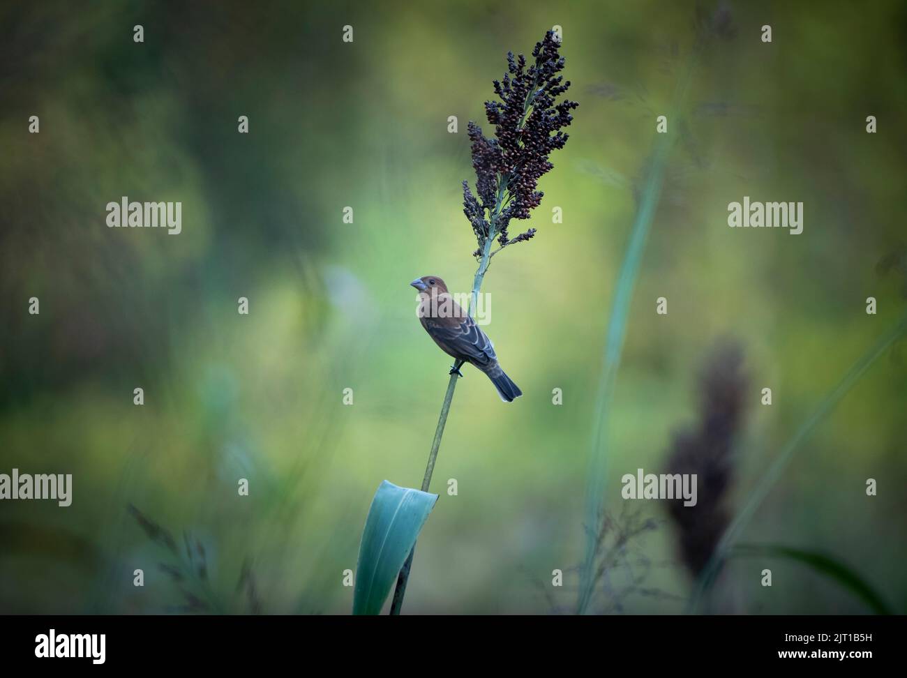 A little Indigo bunting (Passerina cyanea) on a Sorghum (Sorgus) plant ...