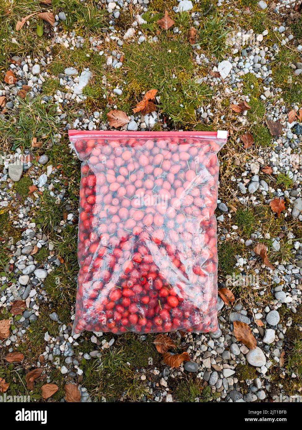 Cranberries in a bag lie on the ground among green grass and yellow ...