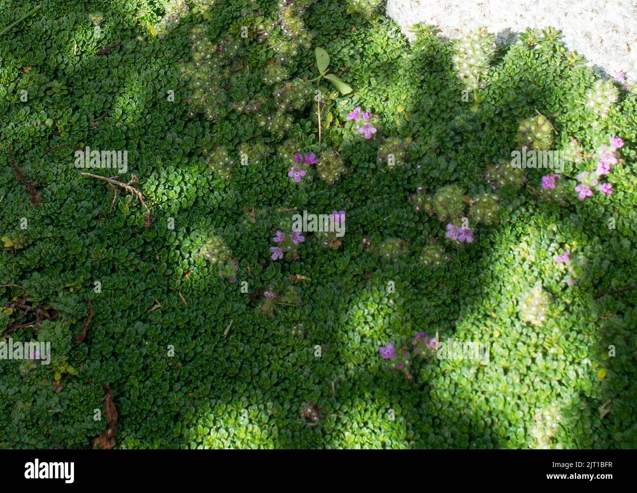 Creeping thyme, thymus praecox blooming in the south of France Stock ...