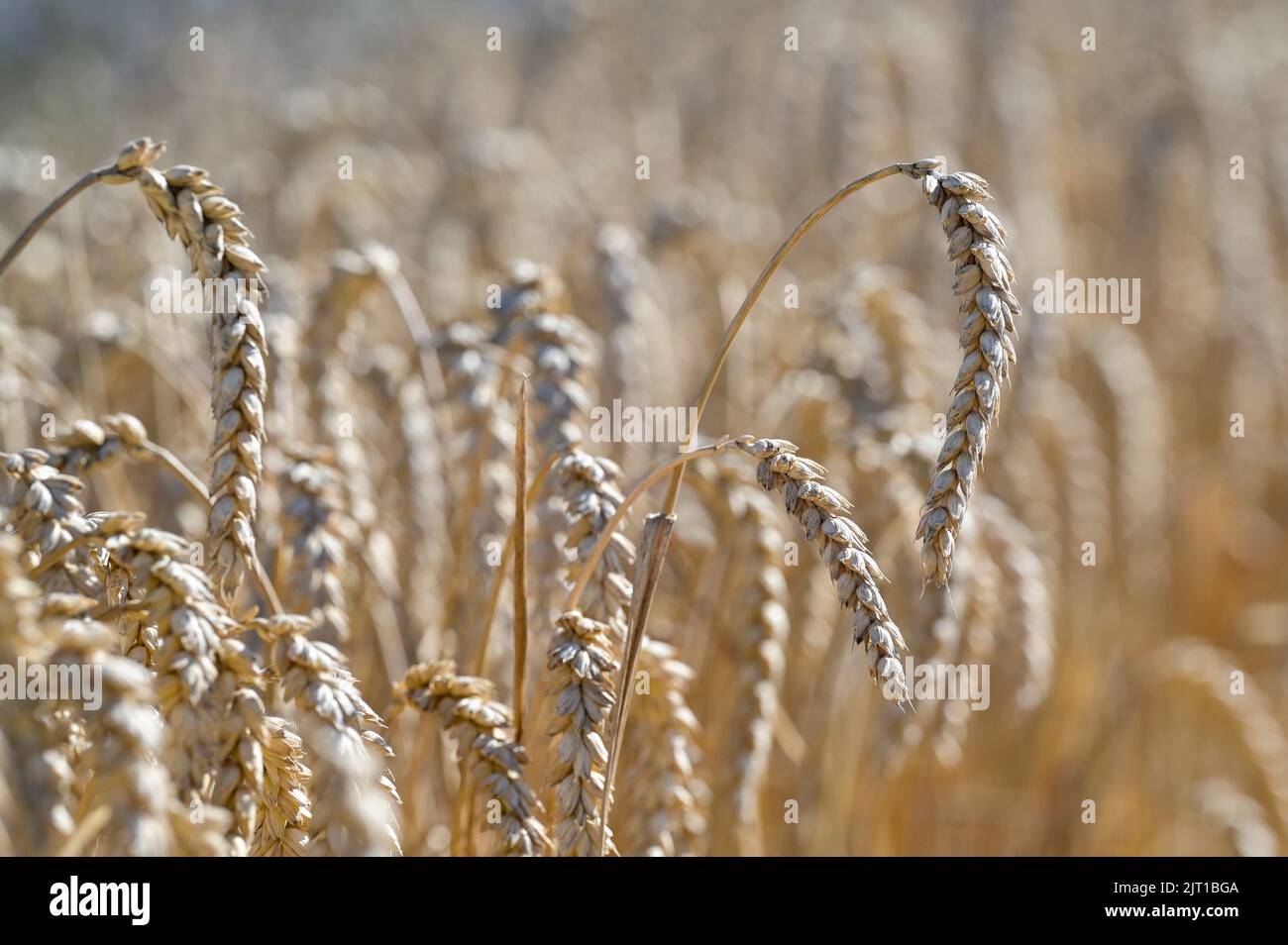 Bauern brot hi-res stock photography and images - Alamy