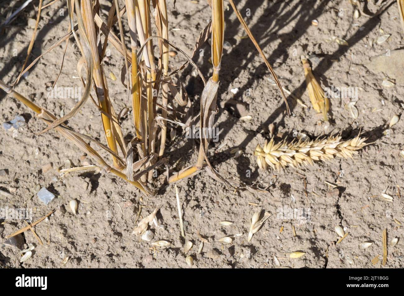 Weizenpflanze hi-res stock photography and images - Alamy