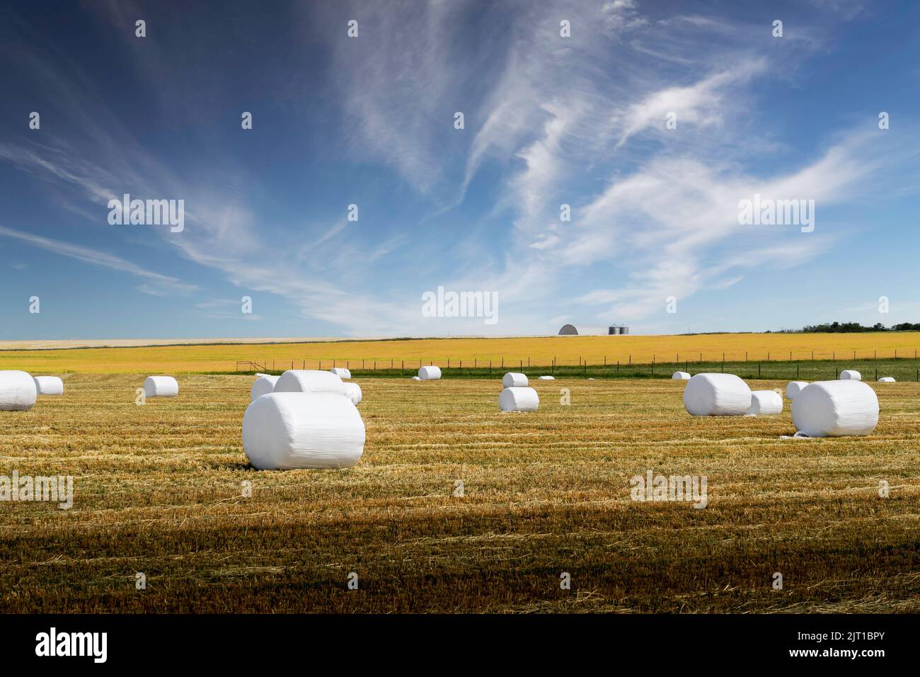 Round hay bales wrapped in white plastic for haylage fermentation on ...