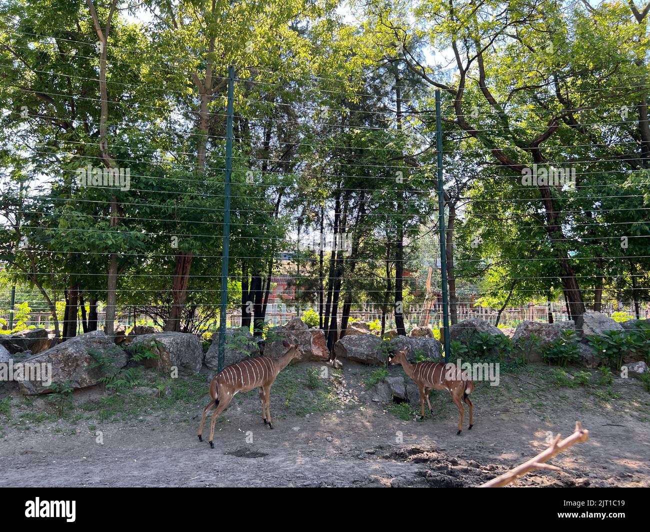 Roe deer graze in a fenced enclosure at the zoo Stock Photo - Alamy