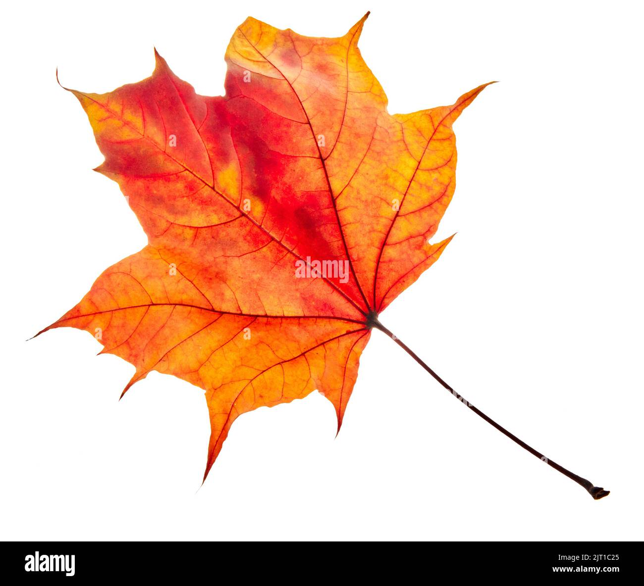 Autumn maple leaves isolated on white background Stock Photo - Alamy
