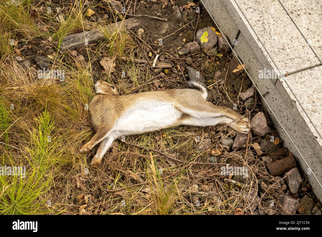 A dead rabbit possibly hit by a moving train along the side of a ...