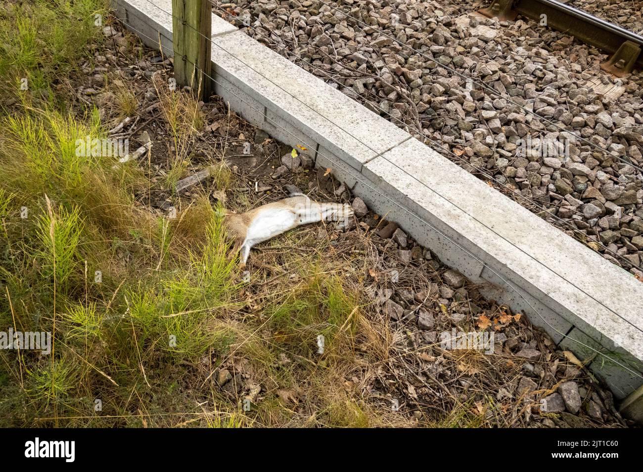 A dead rabbit possibly hit by a moving train along the side of a ...