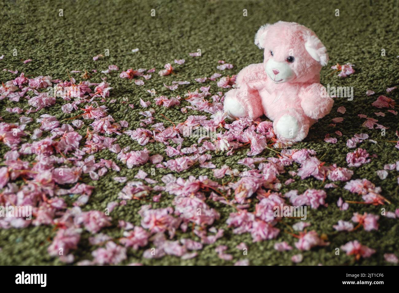 Newborn background/backdrop pink teddy bear on a bed of real cherry ...