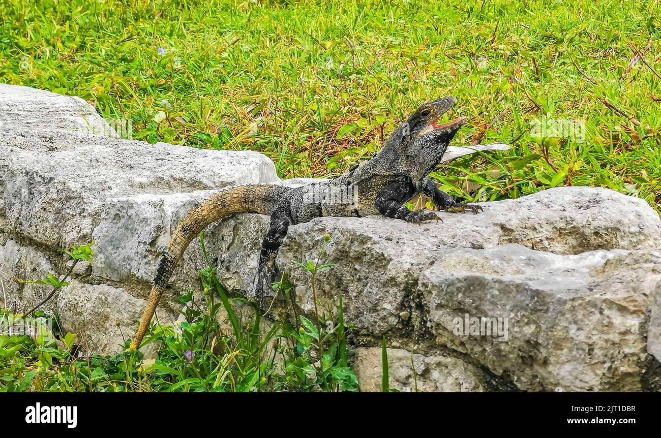 Huge Iguana gecko animal on rocks at the ancient Tulum ruins Mayan site ...
