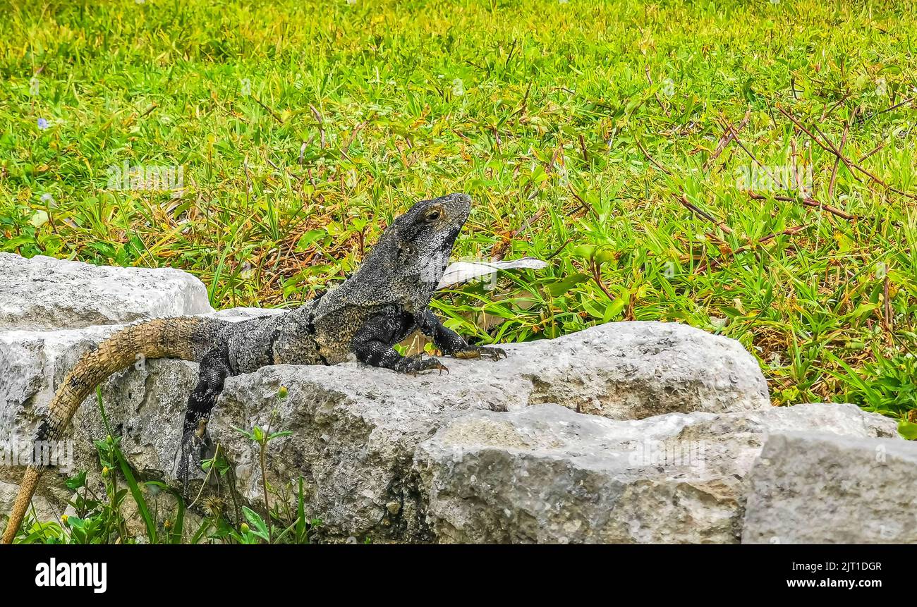Huge Iguana gecko animal on rocks at the ancient Tulum ruins Mayan site ...
