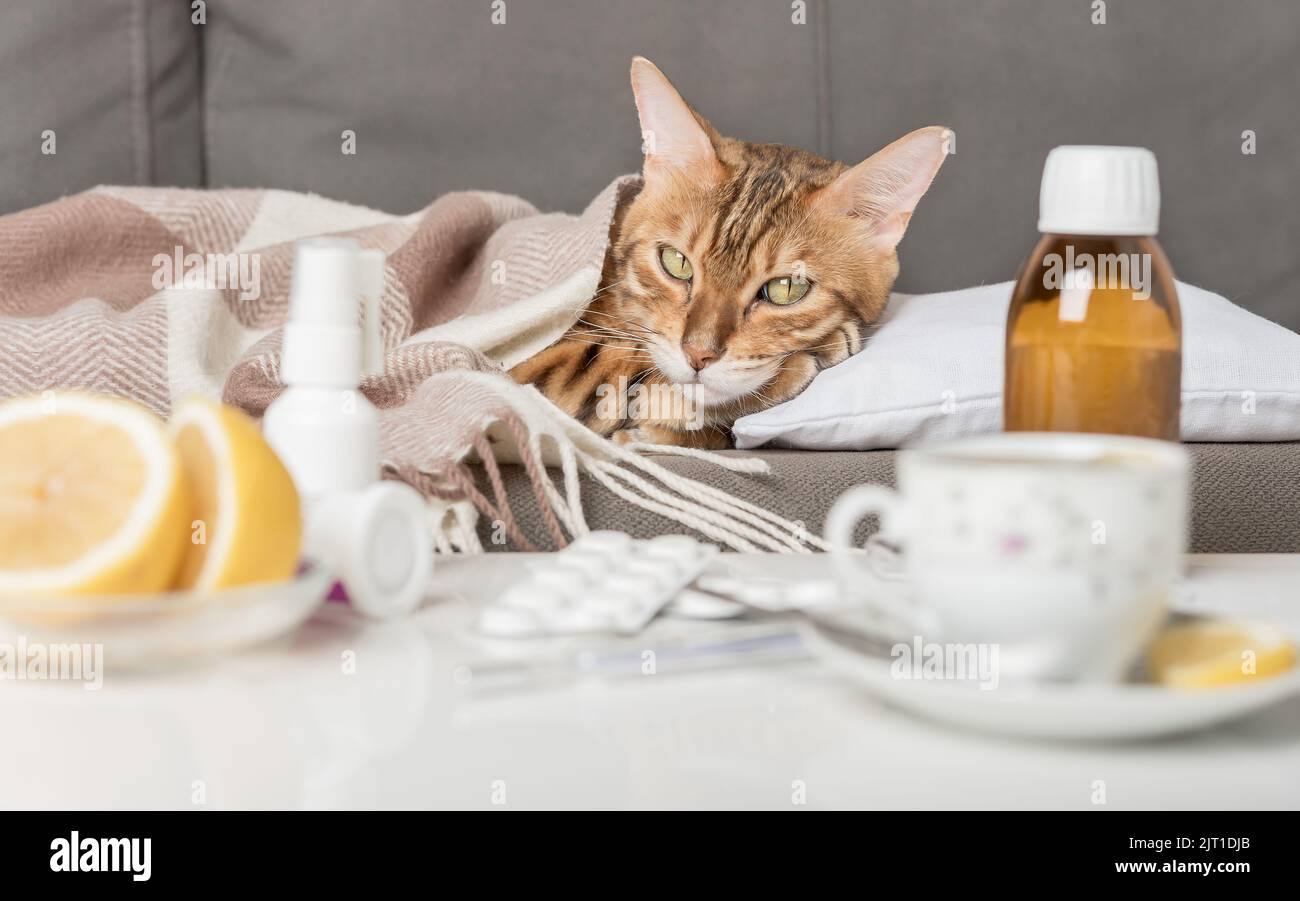 A sick cat lies on the couch, wrapped in a blanket. Bengal cat with flu ...
