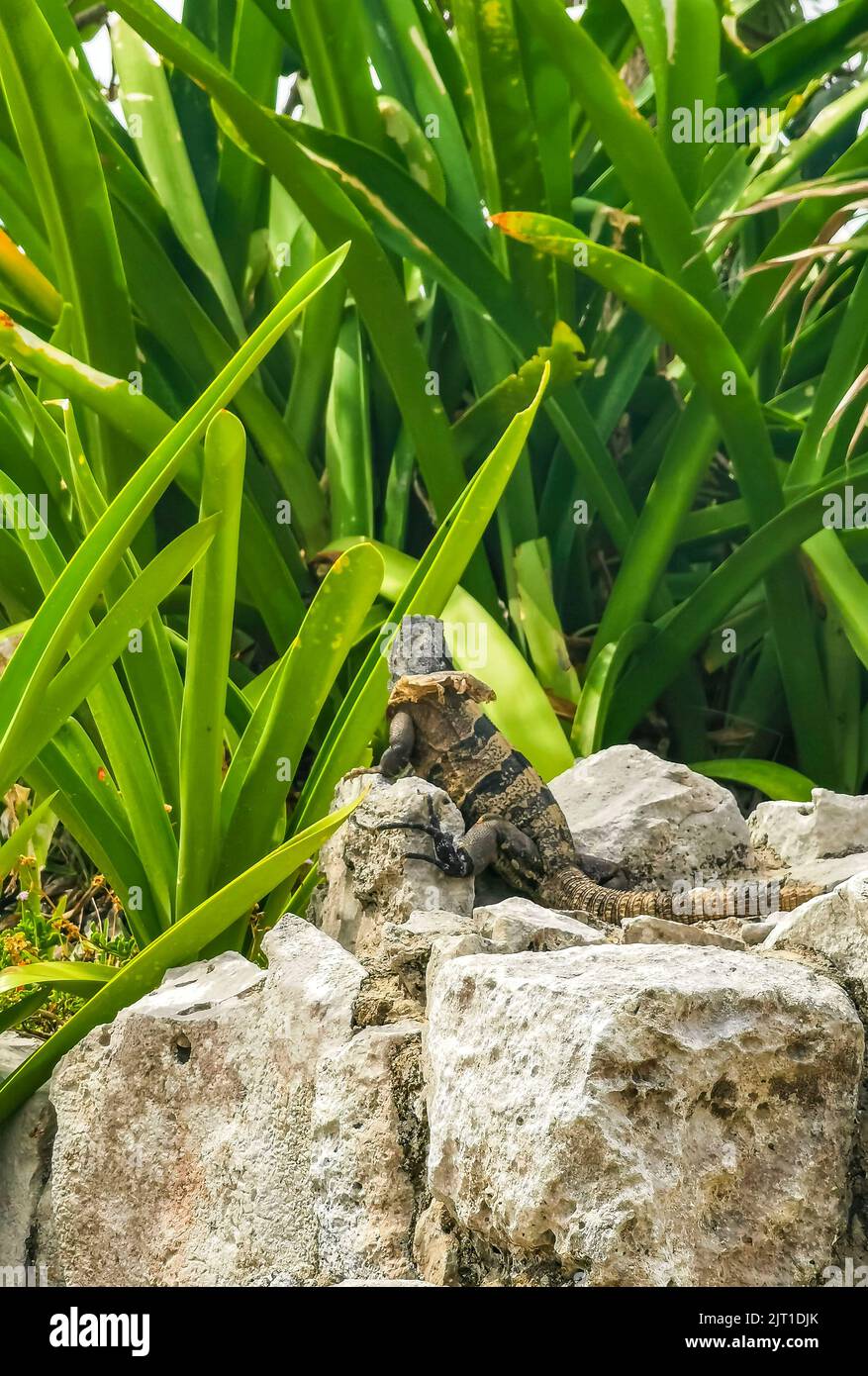 Huge Iguana gecko animal on rocks at the ancient Tulum ruins Mayan site ...