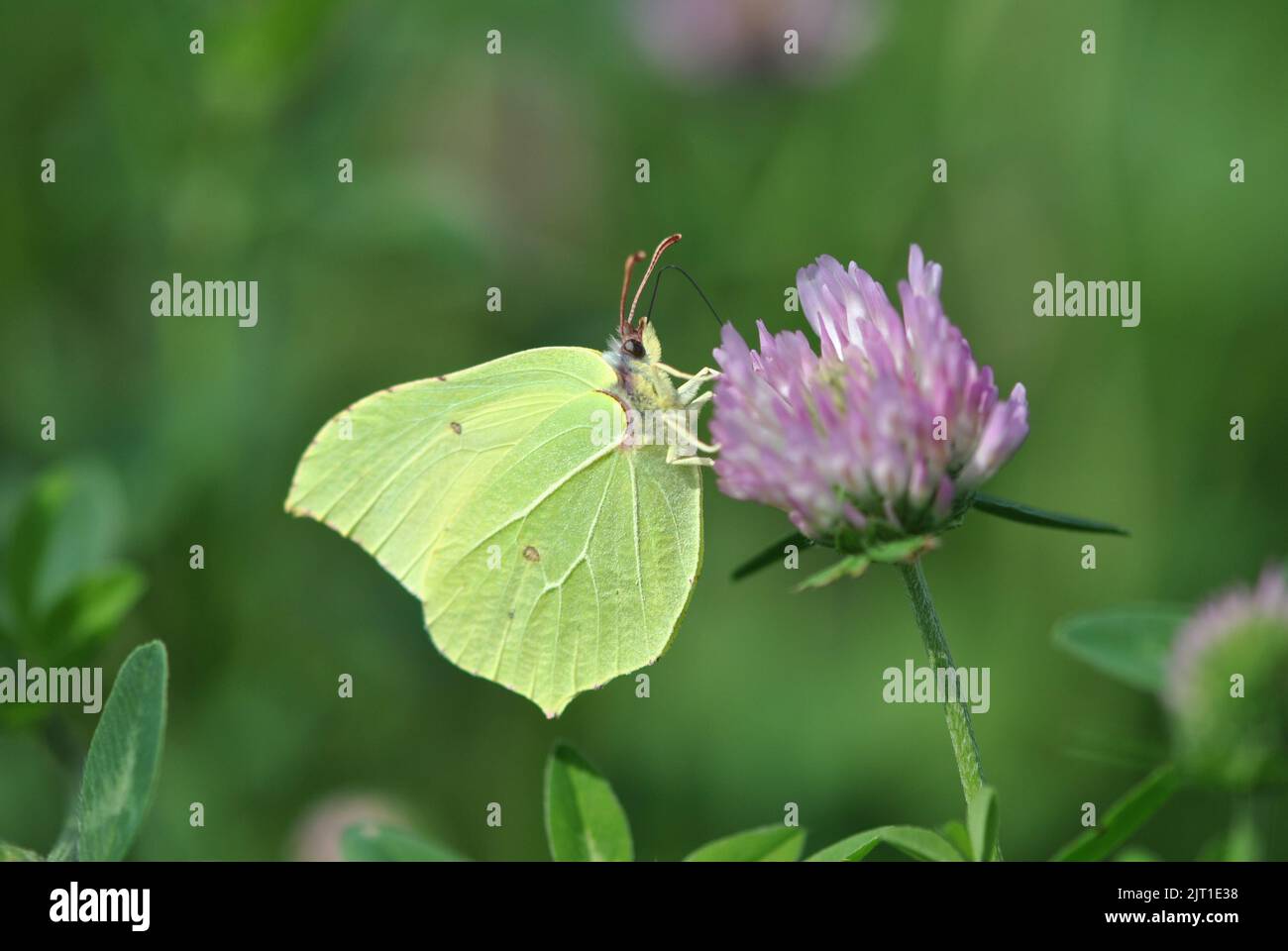Closeup shot brimstone butterfly hi-res stock photography and images ...