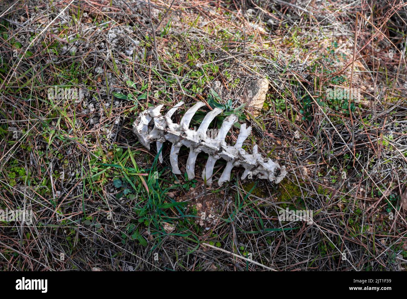 Skeleton laying in the grass Stock Photo - Alamy