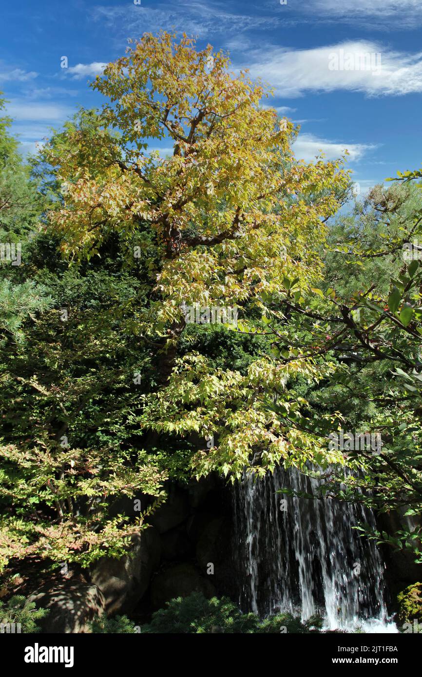 A waterfall surrounded by deciduous and evergreen trees on a beautiful ...
