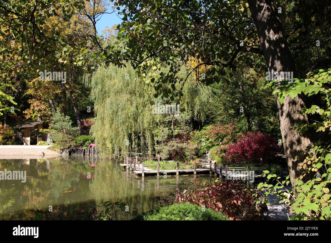 Japanese poplar hi-res stock photography and images - Alamy