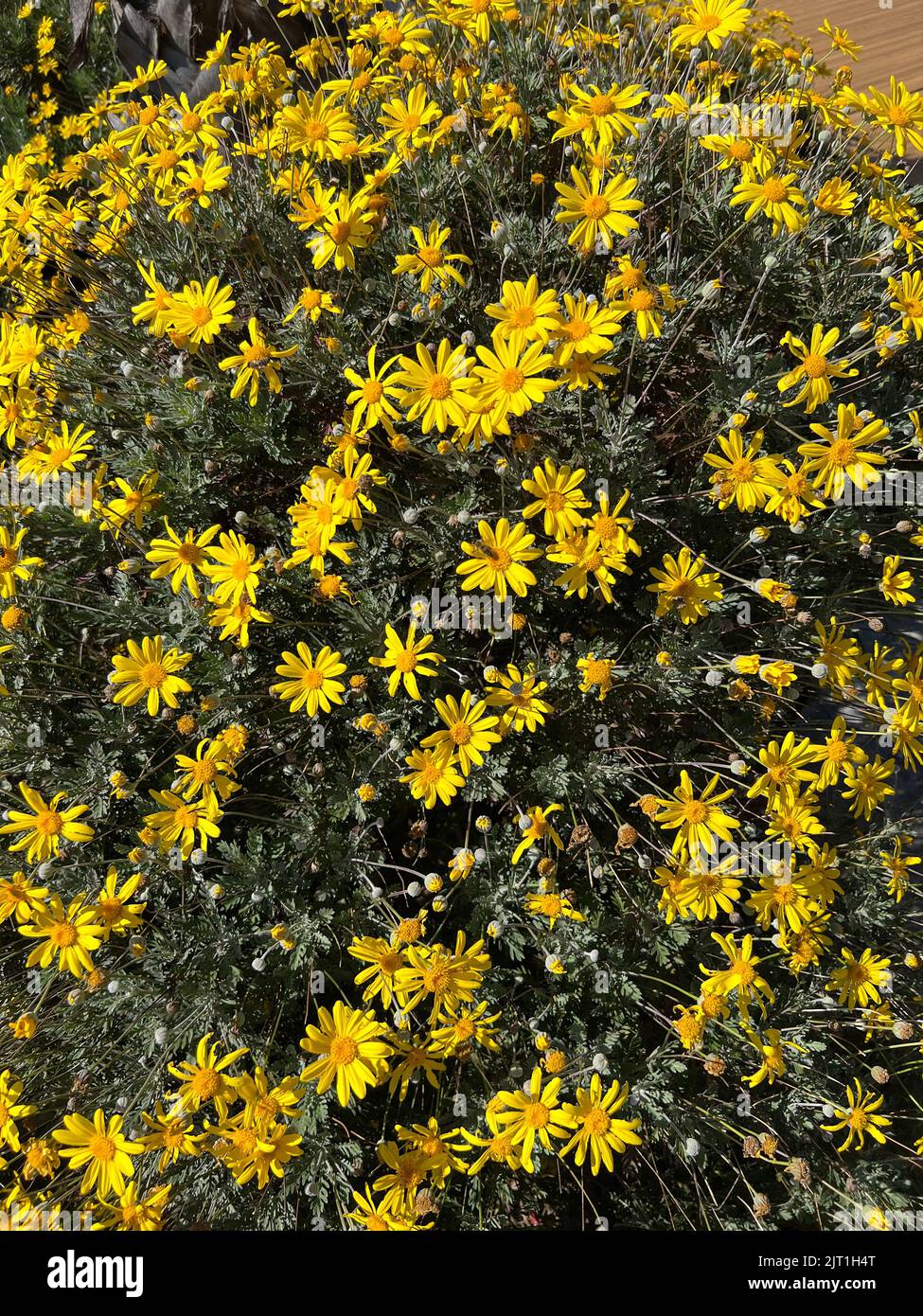 Lush yellow bush of euryops. Close-up Stock Photo - Alamy