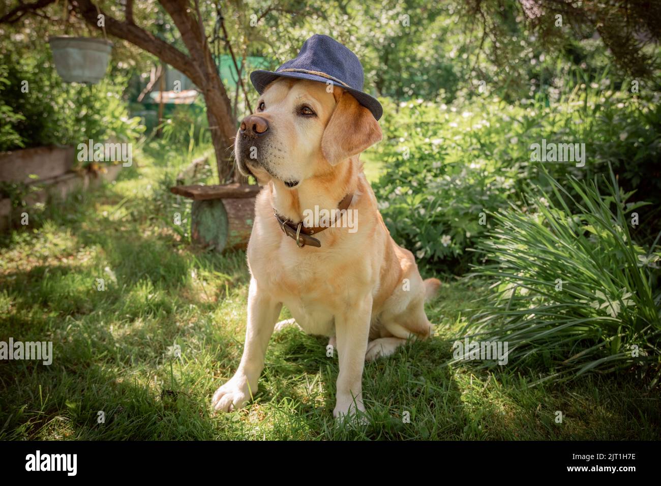Golden retriever dog birthday party hi-res stock photography and images ...