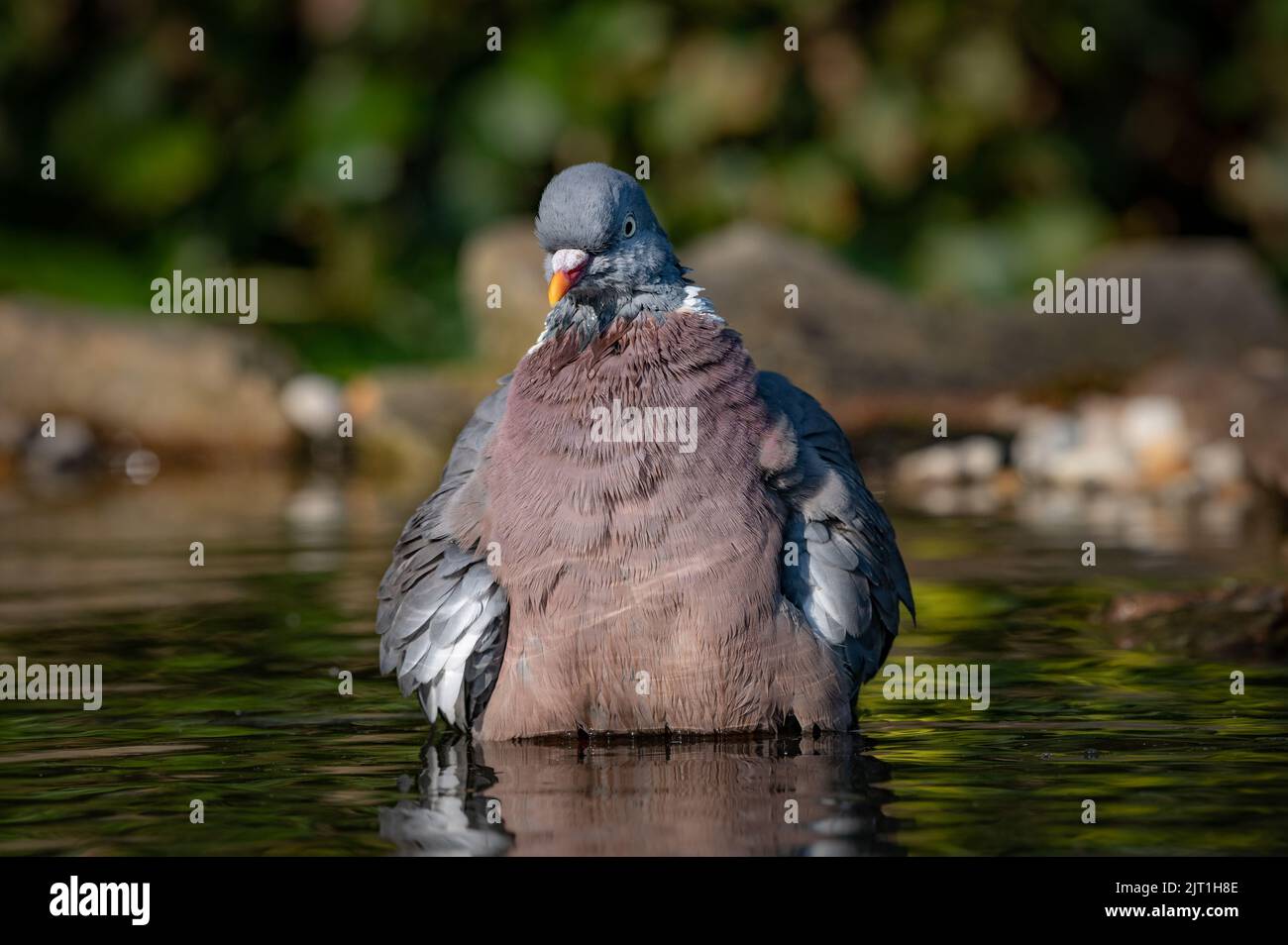 Wood Pigeon in water bathing looking at the camera Stock Photo - Alamy