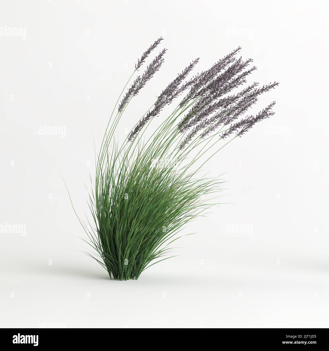 3d illustration of molinia caerulea grass isolated on white background ...