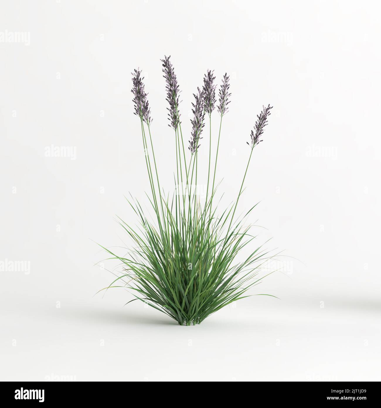 3d illustration of molinia caerulea grass isolated on white background ...