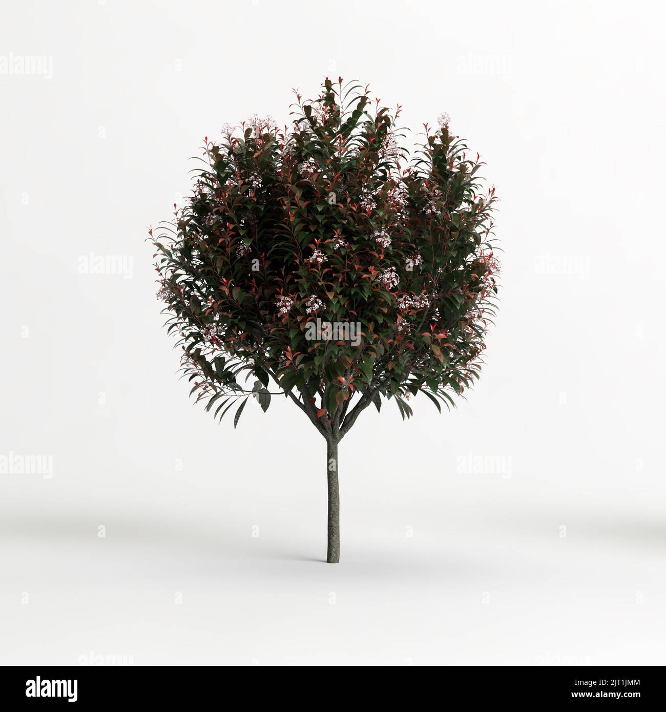 3d illustration of photinia x fraseri red Robin tree isolated on white ...