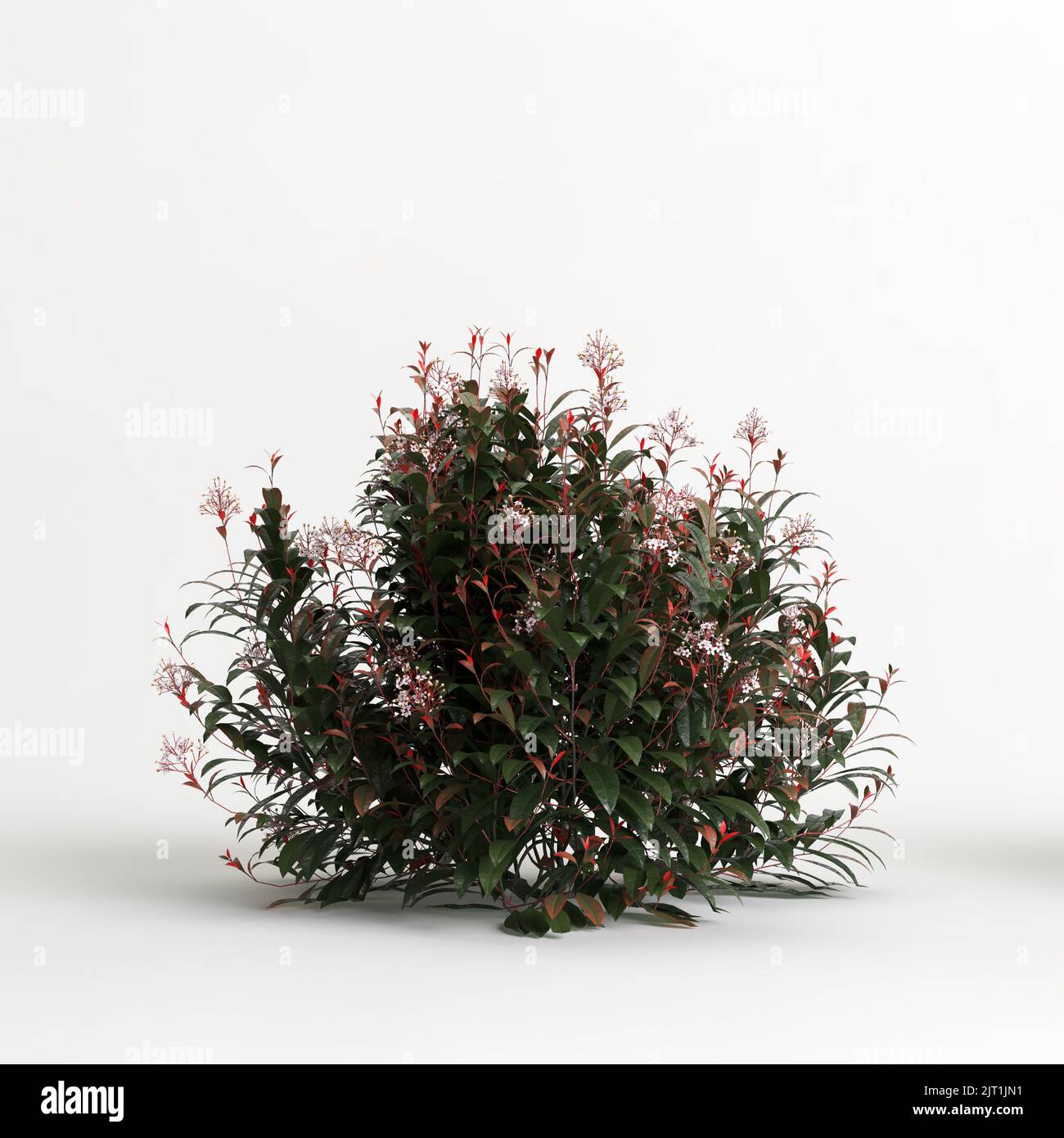 3d illustration of photinia x fraseri red Robin tree isolated on white ...