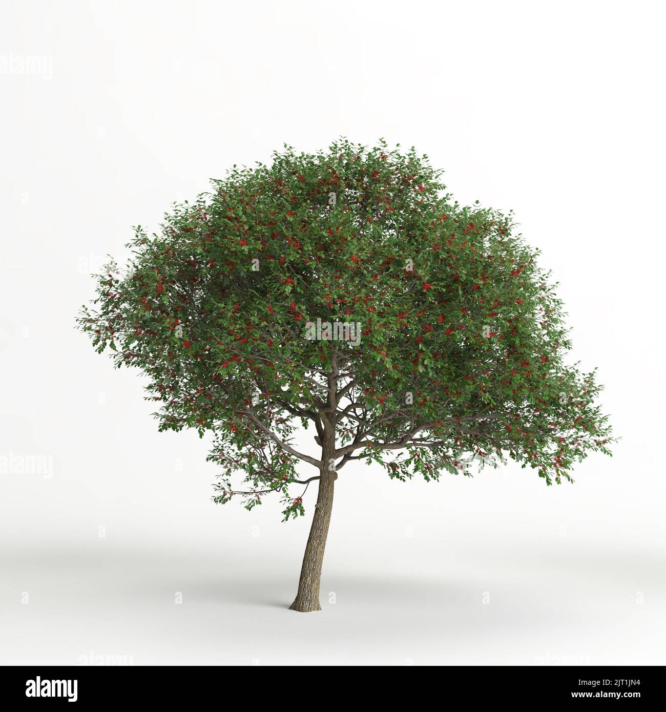 3d illustration of schinus terebinthifolia tree isolated on white ...